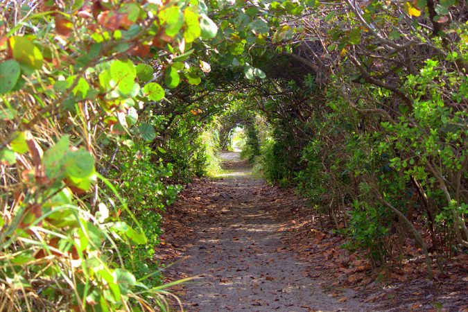 Discover the Mysterious Hobbit Tunnels Hidden in Florida - Cherrybelle
